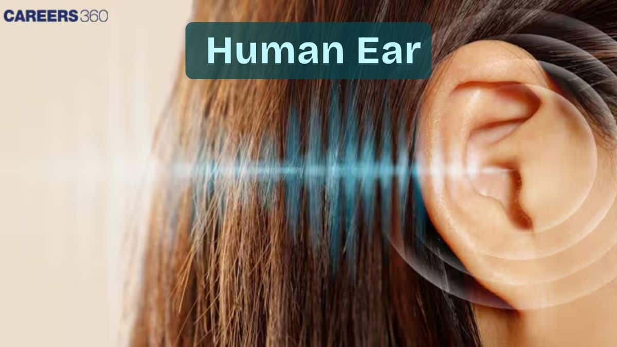 Human Ear: Structure, Functions & Diagram (NEET Notes)