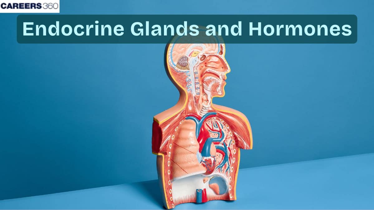 Endocrine Glands and Hormones: Functions, List & NEET Notes