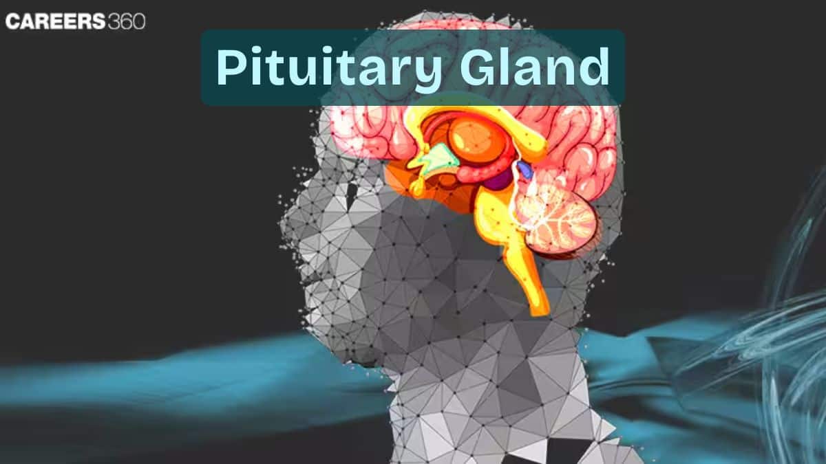Pituitary Gland: Structure, Hormones, Functions & NEET Notes