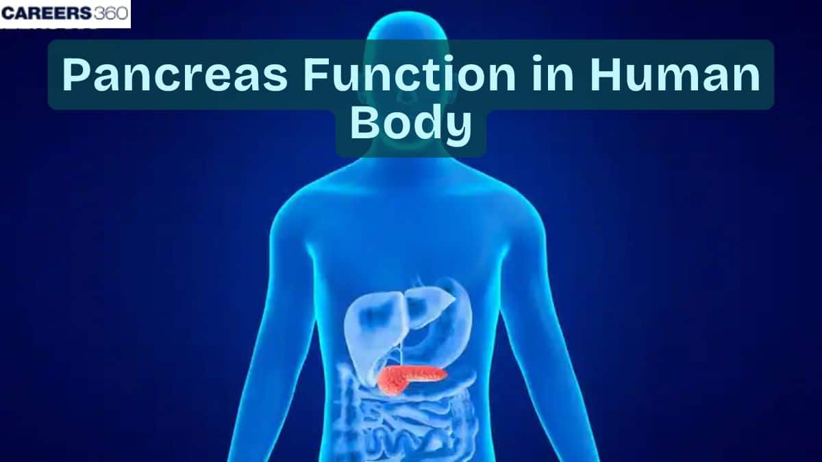 Pancreas Function: Digestive & Endocrine Roles | NEET Notes