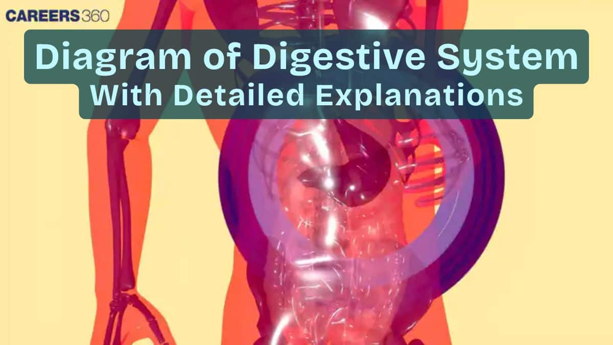 Diagram Of Digestive System with Detailed Explanations