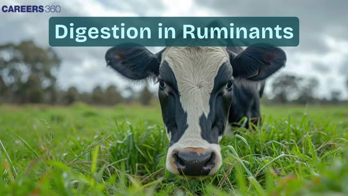Digestion in Ruminants: Process, Stomach & NEET Notes