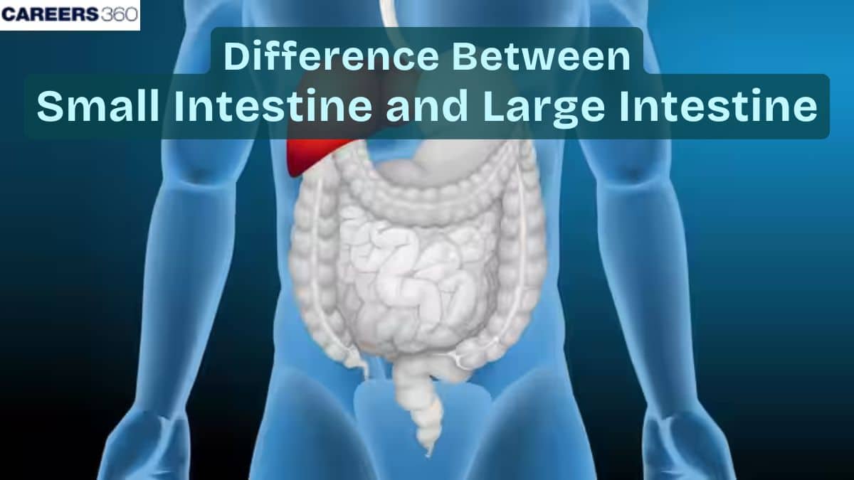 Small Intestine vs Large Intestine: Differences & NEET Notes