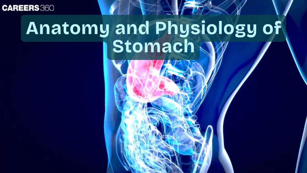 Stomach: Structure, Functions & NEET Notes