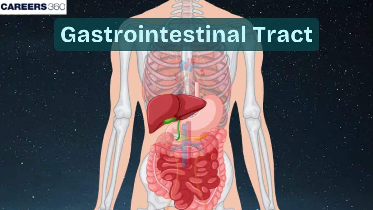Gastrointestinal Tract: Anatomy, Functions, Disorders & NEET MCQs