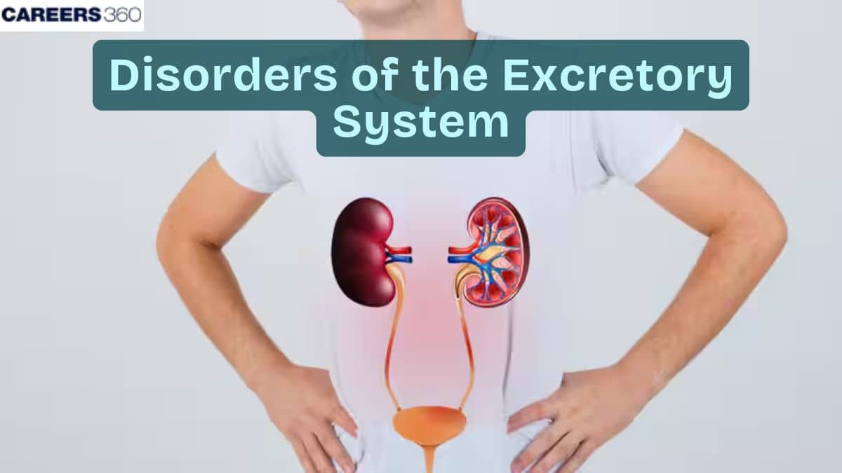 Disorders Of The Excretory System- Organs, Anatomy, Function, Conditions
