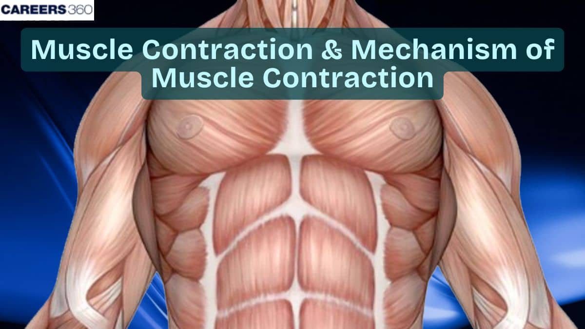 Muscle Contraction and Mechanism of Muscle Contraction: Functions
