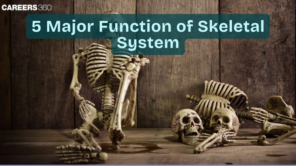 5 major functions of skeletal system: Types, structure
