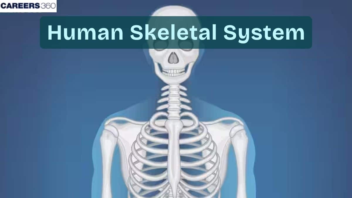Human Skeletal System: Structure & Functions