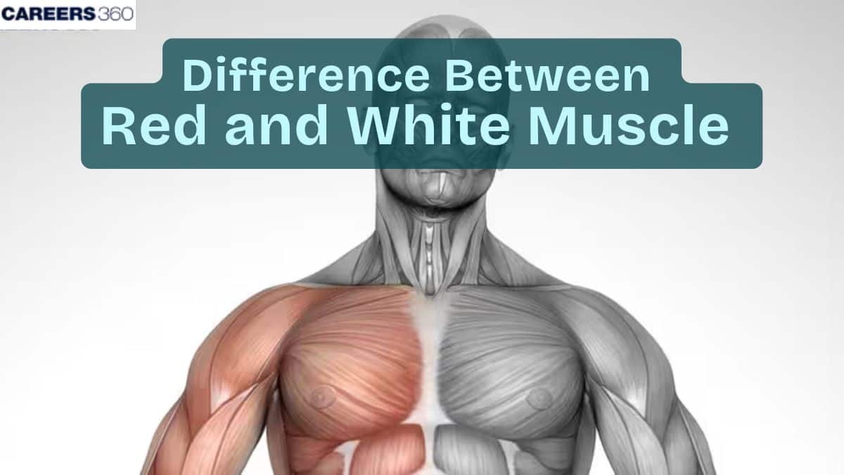 Difference Between Red and White Muscle- Composition, Function