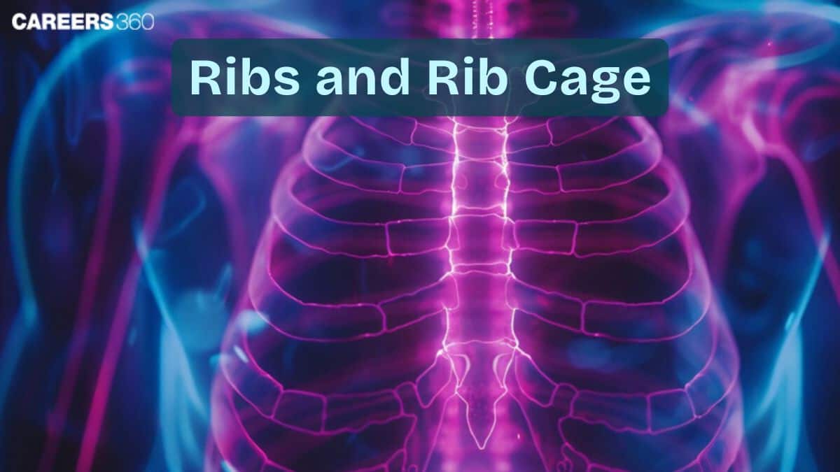 Ribs And Rib Cage: Anatomy, Function, Types, Information, Parts, Faqs