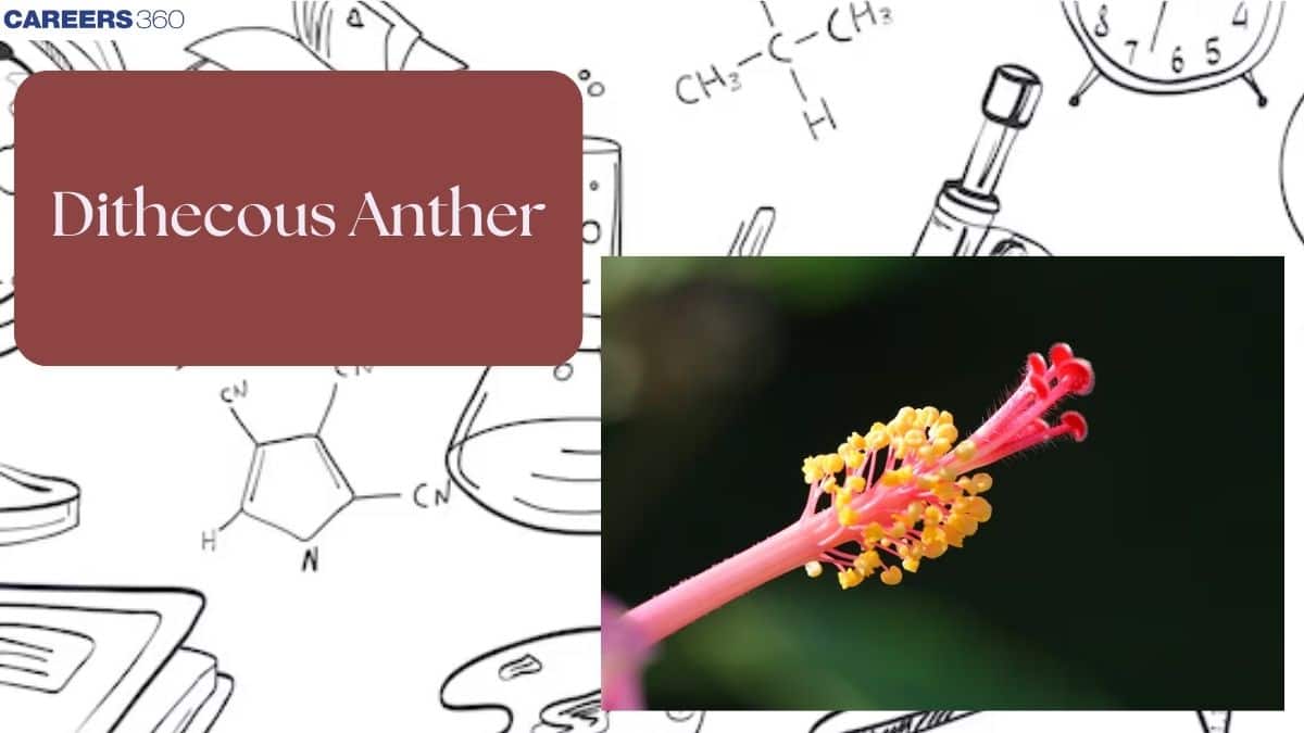 Dithecous Anther: definition, meaning, diagram, Structure, Formation