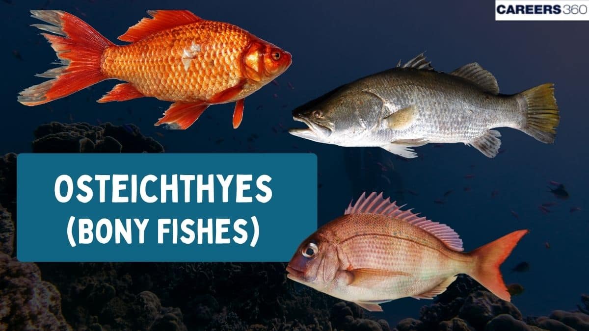 Osteichthyes: Definition, Classification, Characteristics, Examples