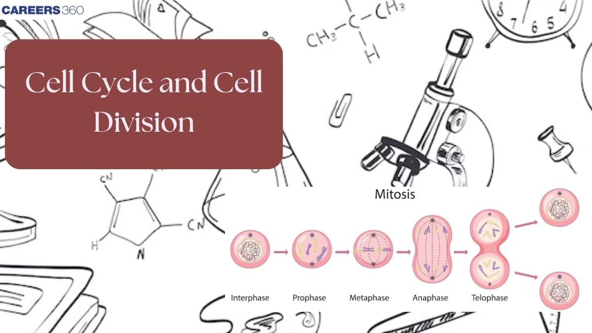Cell Cycle and Cell Division - Definition, Phases of Cell Cycle, MCQs ...