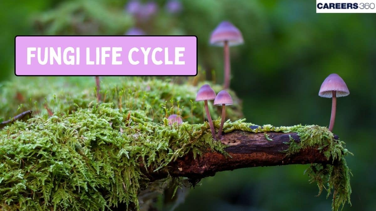 Fungi Life Cycle: Introduction, Diagram, Stages, Types, Life Cycle, FAQs
