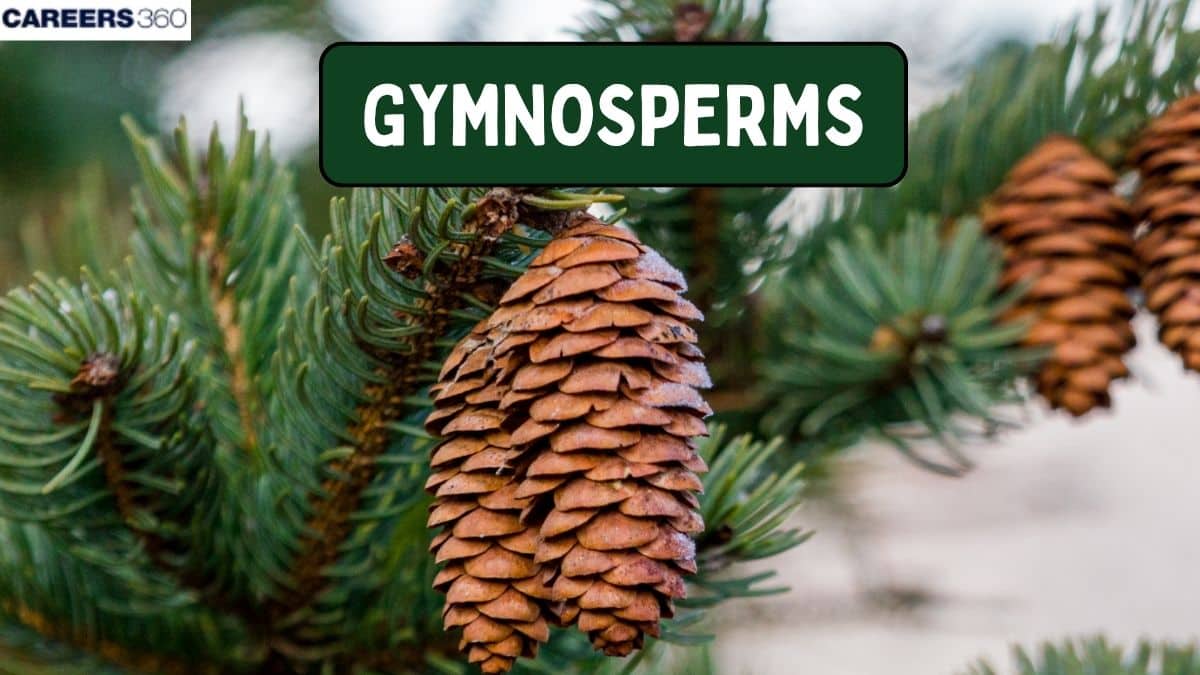 Gymnosperms: Definition, Meaning, Examples, Reproduction, Plants, Topics