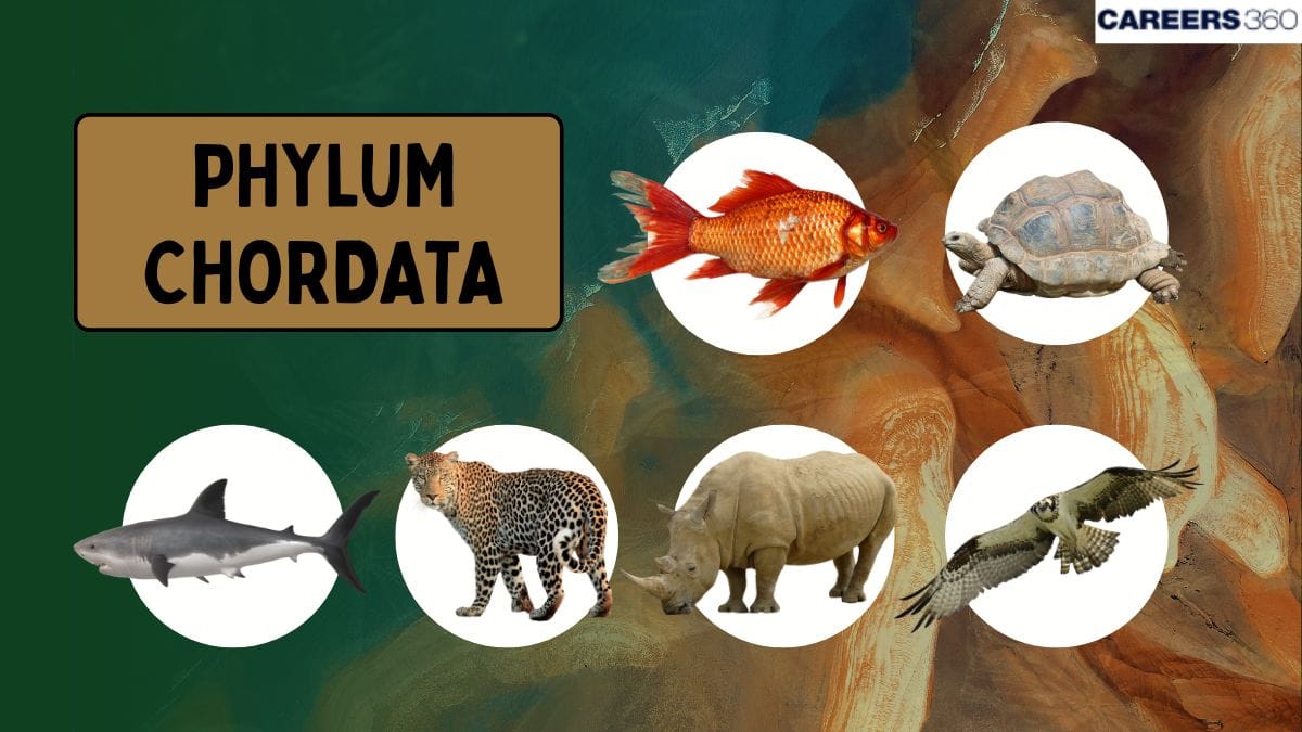 Phylum Chordata: Definition, Characteristics, Examples, Classification ...