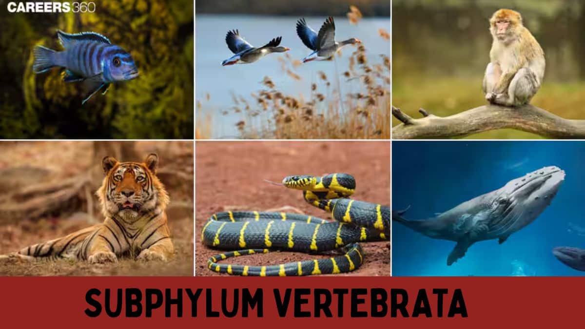 Vertebrates - Definition, Meaning, Characteristics, Classifications ...