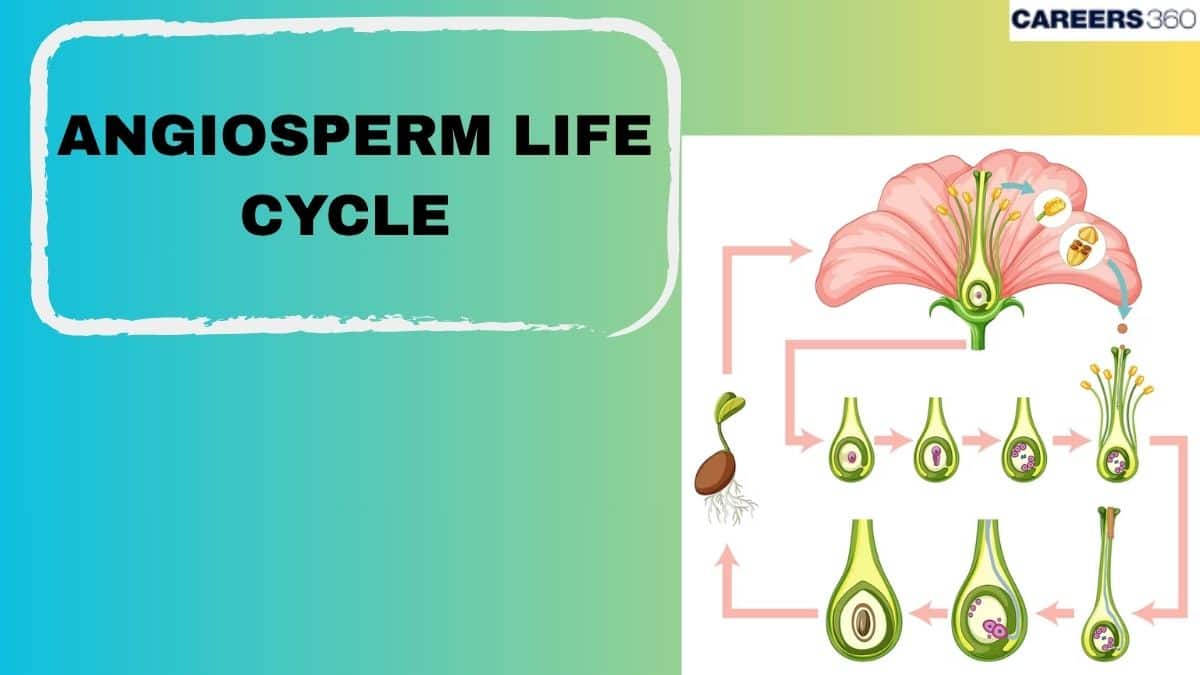 Angiosperm - Life Cycle Flowering Plant: Pollination, Fertilization ...