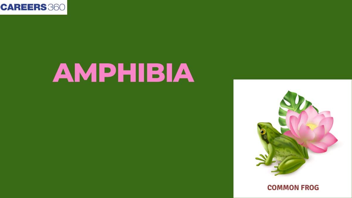Amphibia - Definition, Classification, Characteristics, Examples, Facts