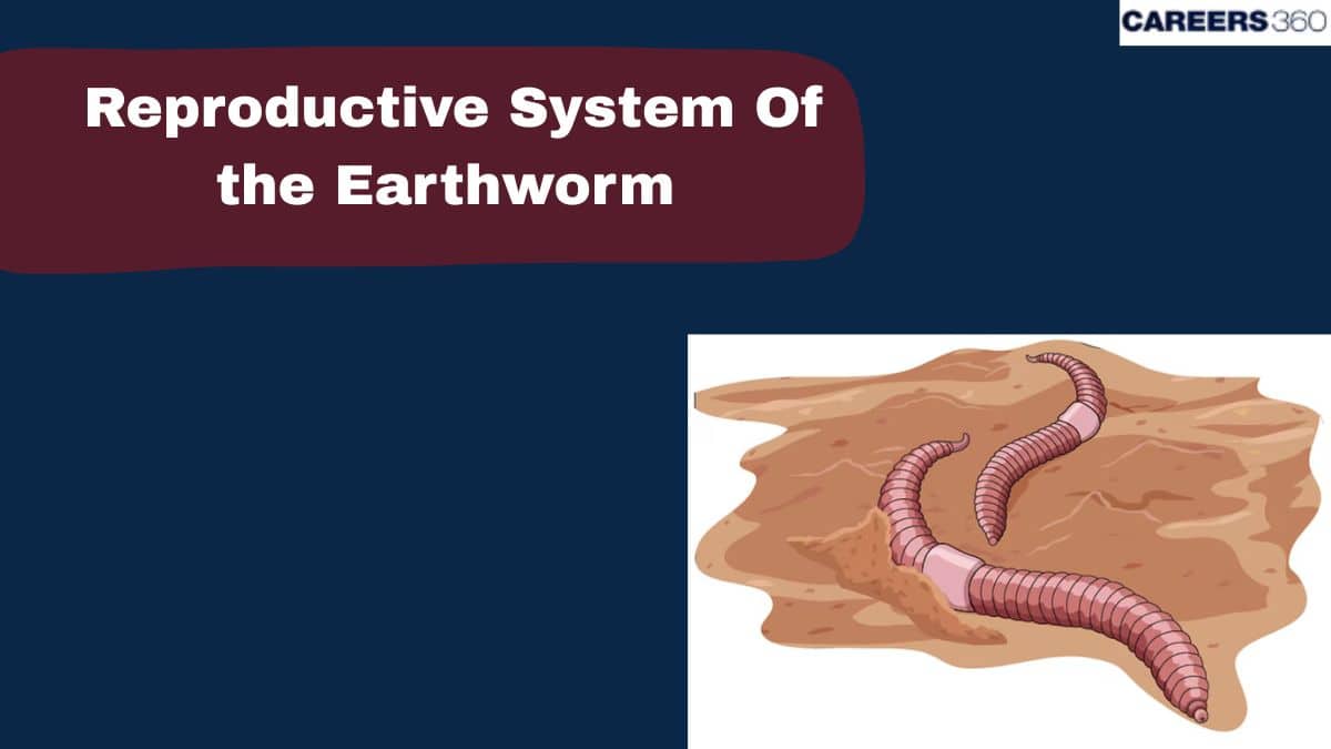 Reproductive System of Earthworm: Definition, Characteristics ...