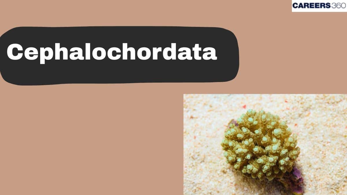 Cephalochordata: Definition, Meaning, Classification, characteristics ...