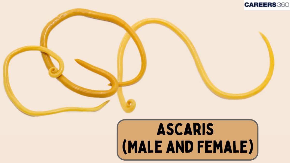 Ascaris (Male and Female) - Diagram