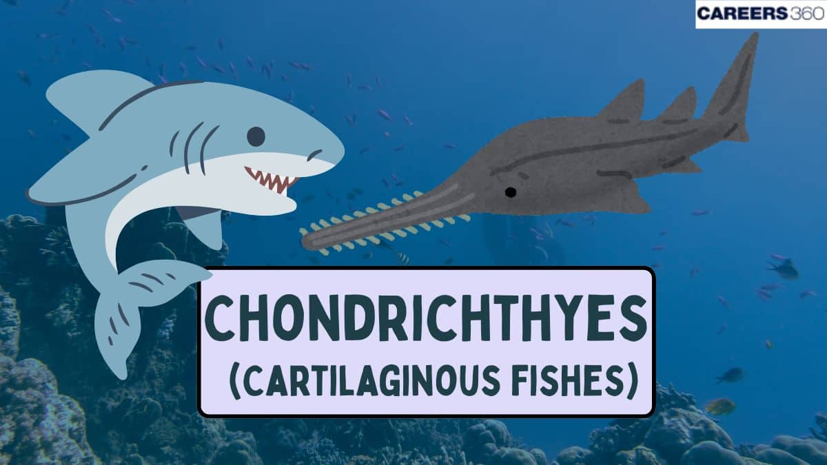Chondrichthyes - Definition, Classification, Characteristics, Examples ...