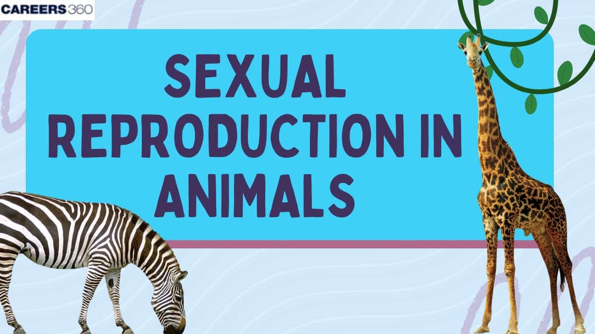 Sexual Reproduction In Animals: Definition, Stages, Process, Examples