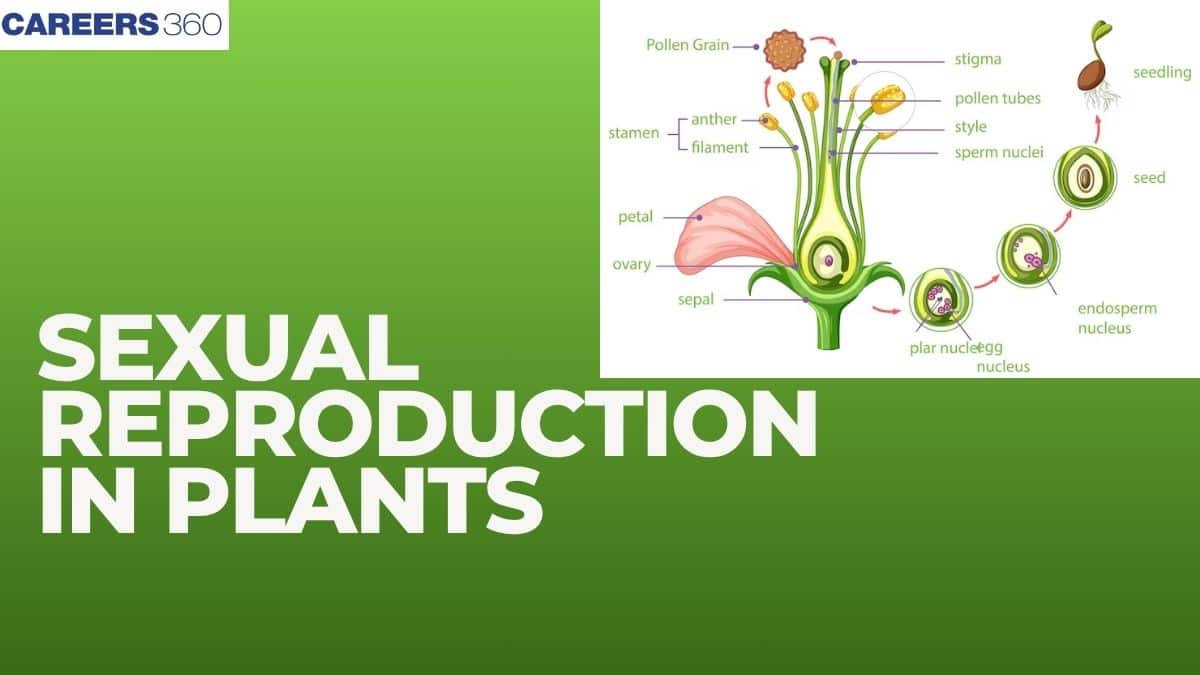 Sexual Reproduction In Plants: Features and its Process