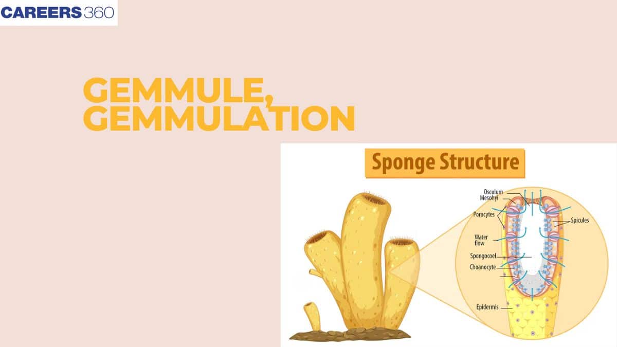 Gemmule, Gemmulation: Definition, Meaning, Introduction, Parts ...