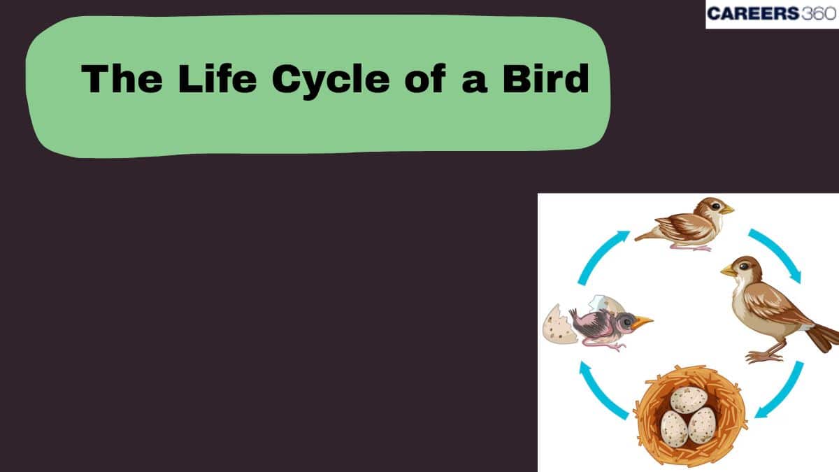 The Life Cycle of a Bird: Introduction, Stages, Adaptations & FAQs