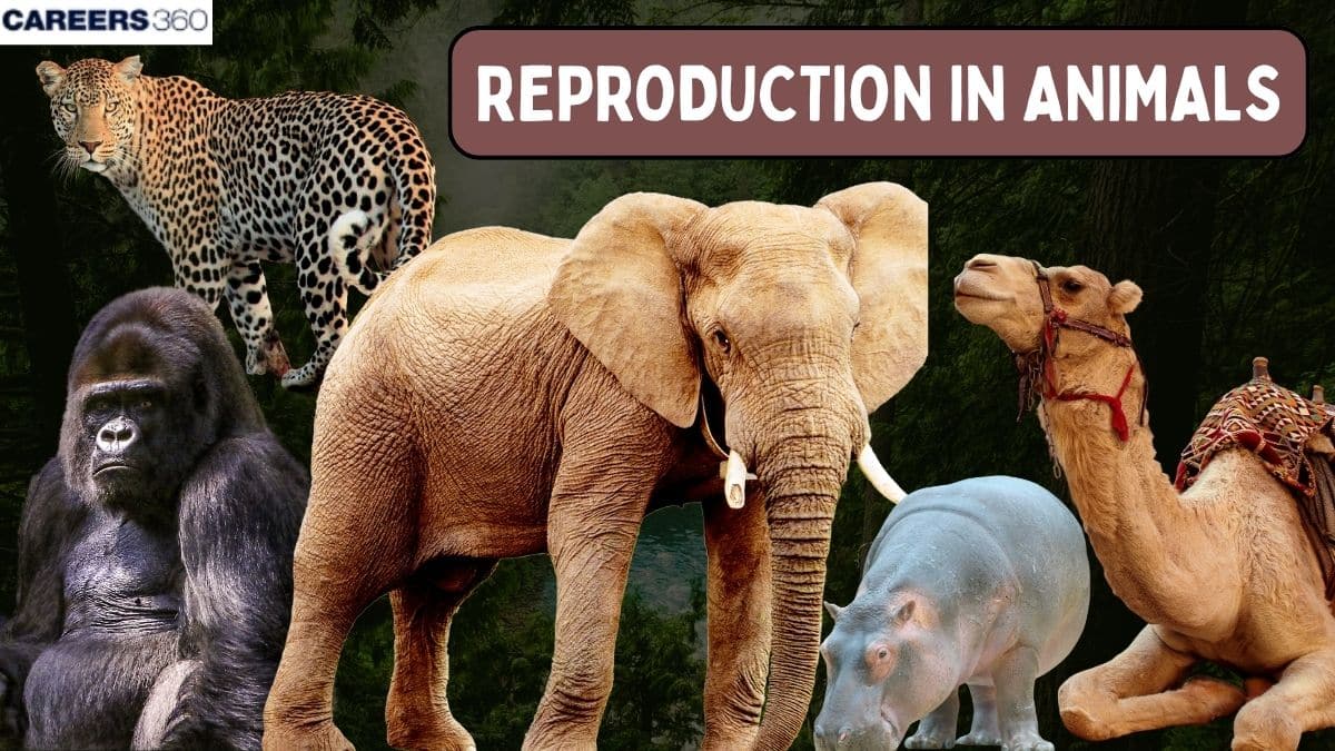 Reproduction In Animals: Structures And Functions