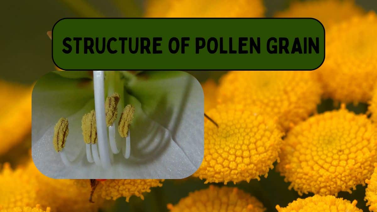 Structure of Pollen Grain: Definition, Structure, Formation, Types ...