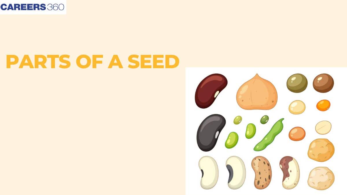 Parts Of A Seed