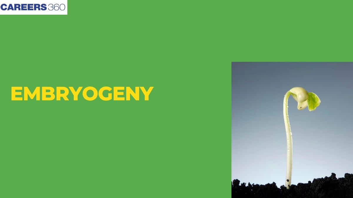 Embryogeny: Definition, Meaning, Diagram, Plants