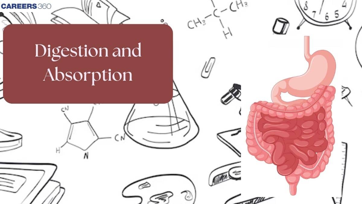 Digestion And Absorption: Overview, Topics, Mechanisms, Books, Tips,