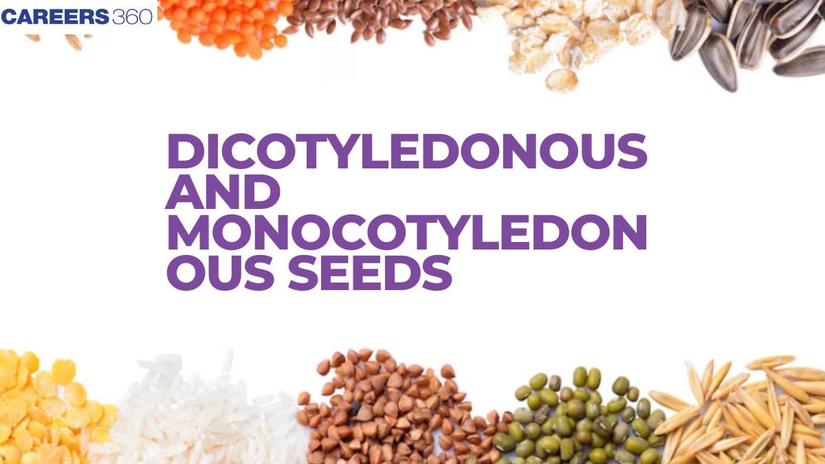 Dicotyledonous and Monocotyledonous Seeds: Structure, Differences, Examples