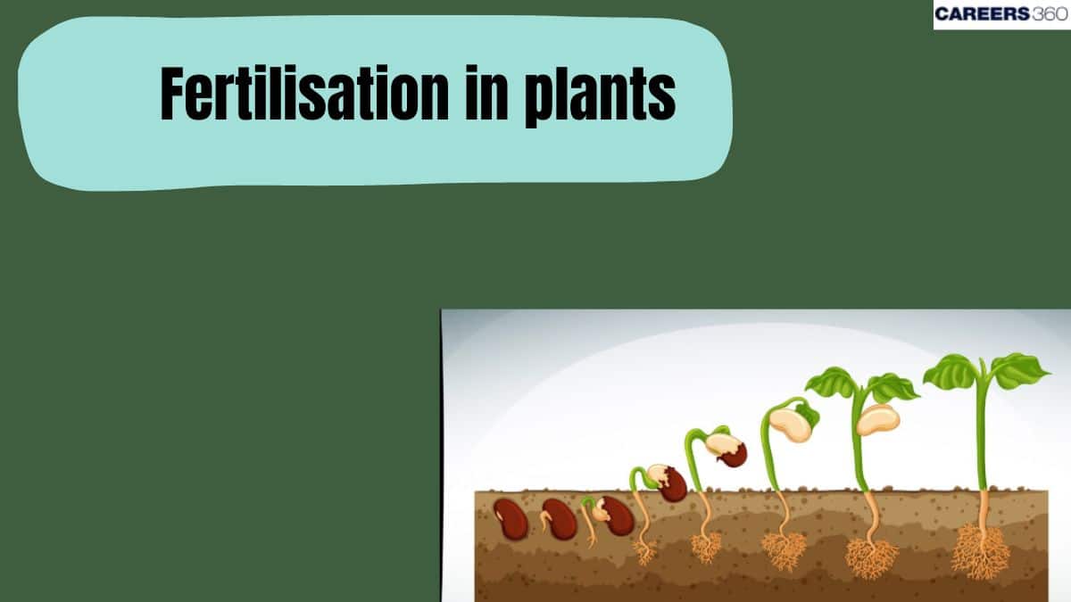Fertilization in Plants: Definition, Process, Types, Steps and Diagram