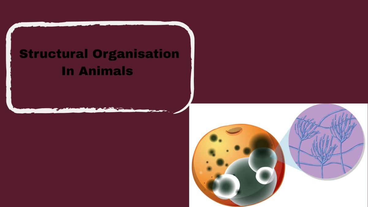 Structural Organisation in Animals – Notes, Topics, Formulas, Equations ...
