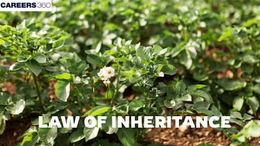 Law Of Inheritance: Mendel's Contribution: Dominance, Segregation ...