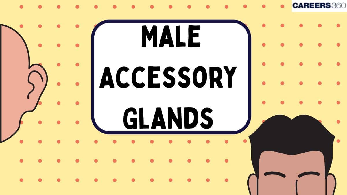 Male Accessory Gland: Overview, Structure, Function