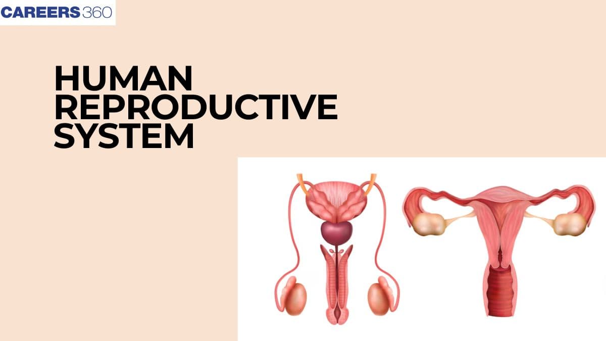 Human Reproductive System - Male and Female: Structure & Function