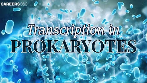Transcription in Prokaryotes: Process, Steps, Diagram