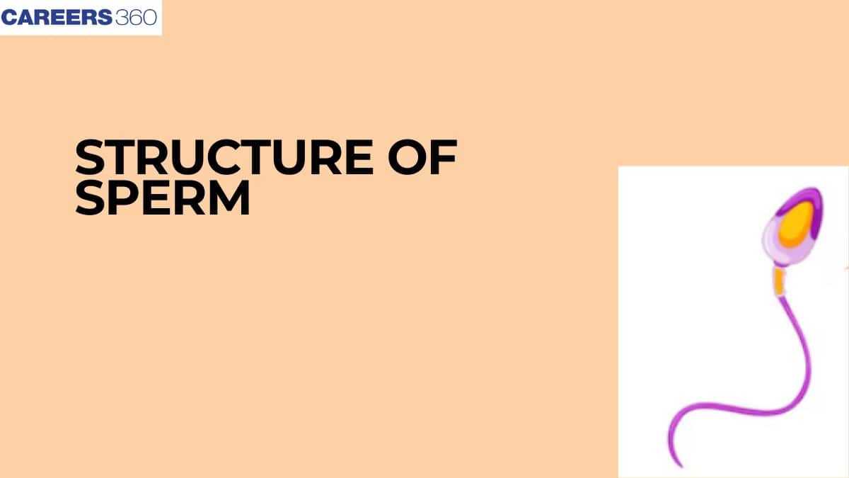 Structure Of Sperm: Definition, Structure, Function
