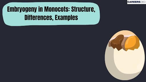 Embryogeny in Monocots: Structure, Differences, Examples