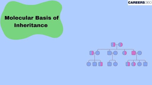 Molecular basis of inheritance – Notes, Topics, Formulas, Equations ...