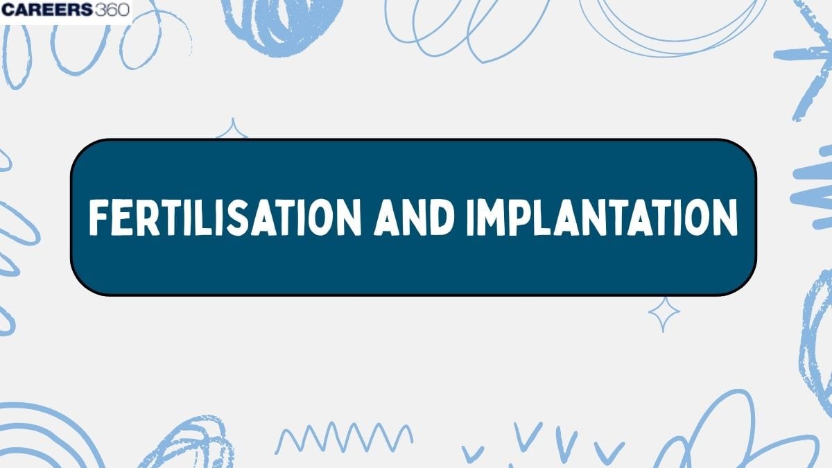 Fertilization In Humans And Implantation: Steps, Process, Facts