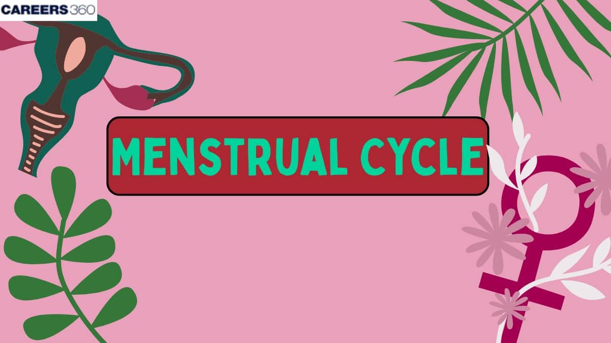 Menstrual Cycle - Phases Of Menstrual Cycle And Role of Hormones ...