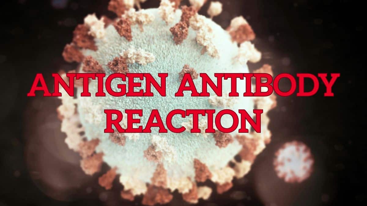 Antigen - Antibody Reactions - Overview & Types
